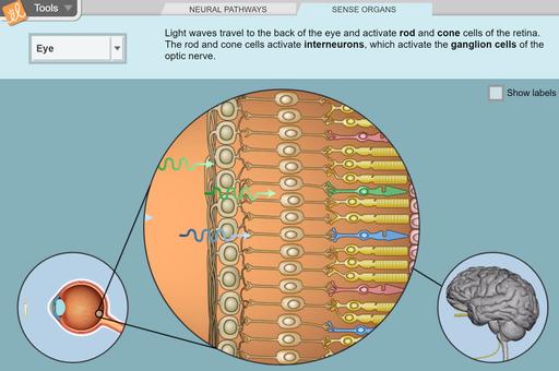 ExploreLearning Gizmos: Math & Science Virtual Labs and Simulations
